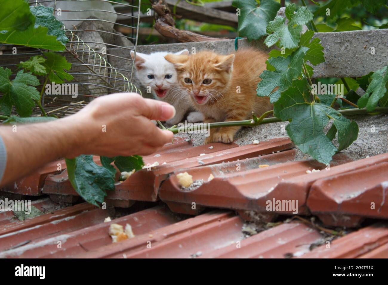 Homeless man with cat hi-res stock photography and images - Alamy
