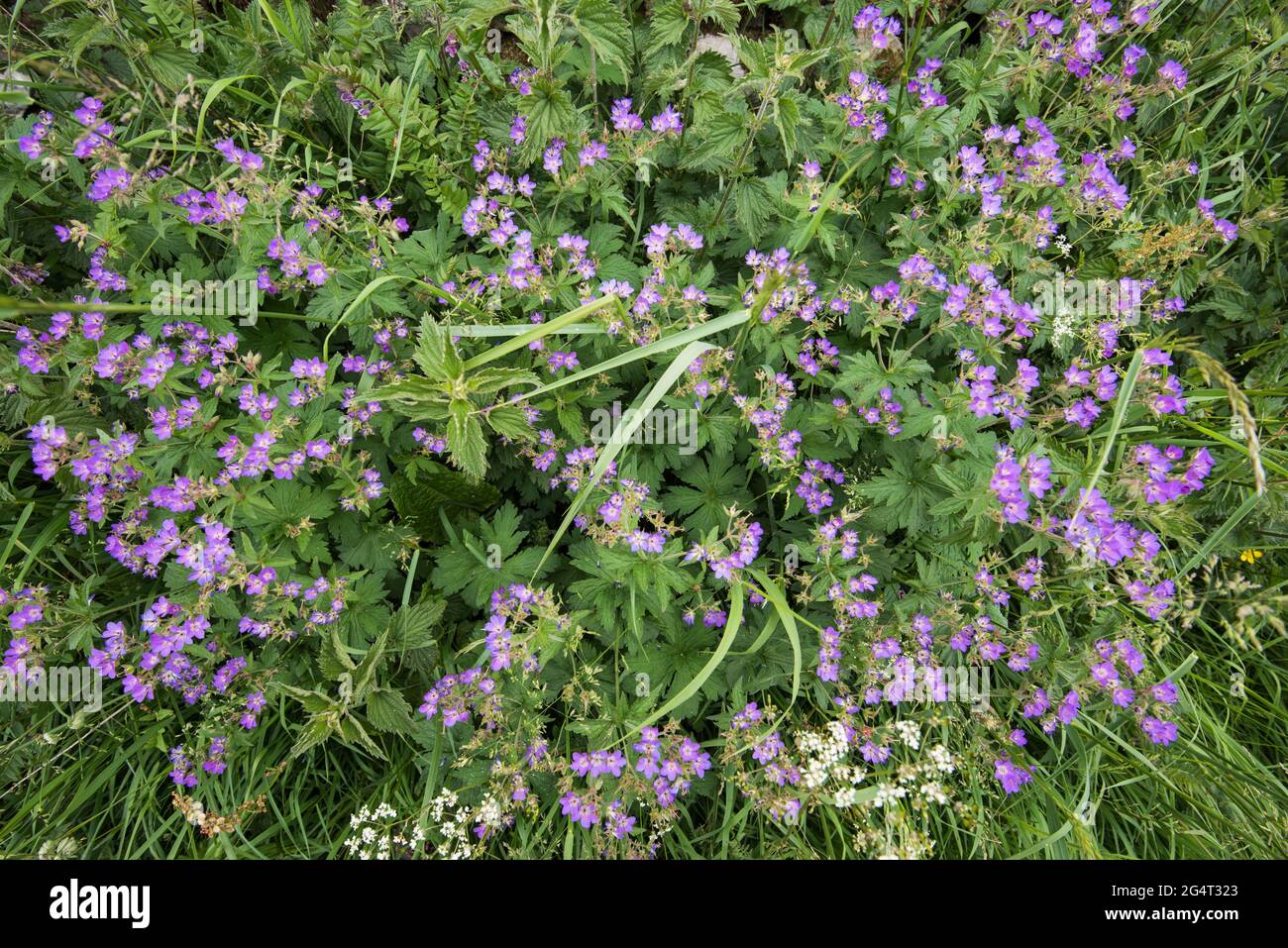 Wild flower roadside verge cranesbill hi-res stock photography and ...