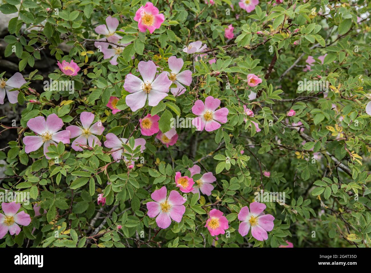 Rosa canina or dog rose....wild rose Stock Photo - Alamy