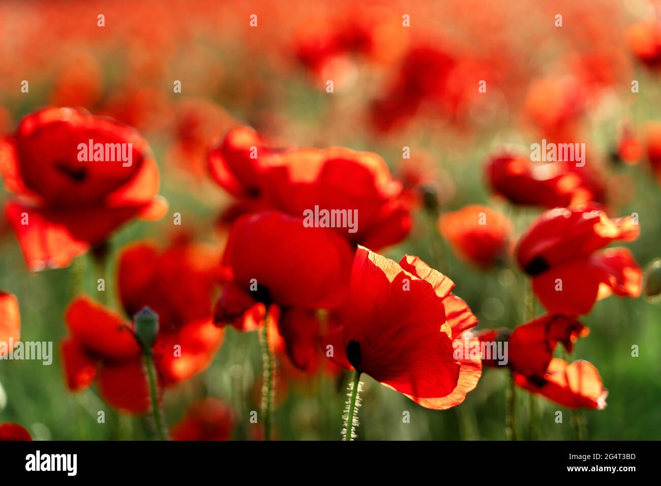 Poppy Flower Field Wallpaper