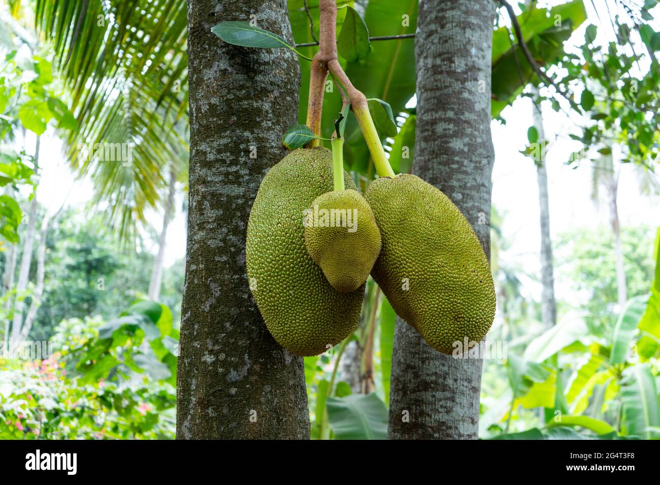 Jackfruit tree isolated hi-res stock photography and images - Alamy