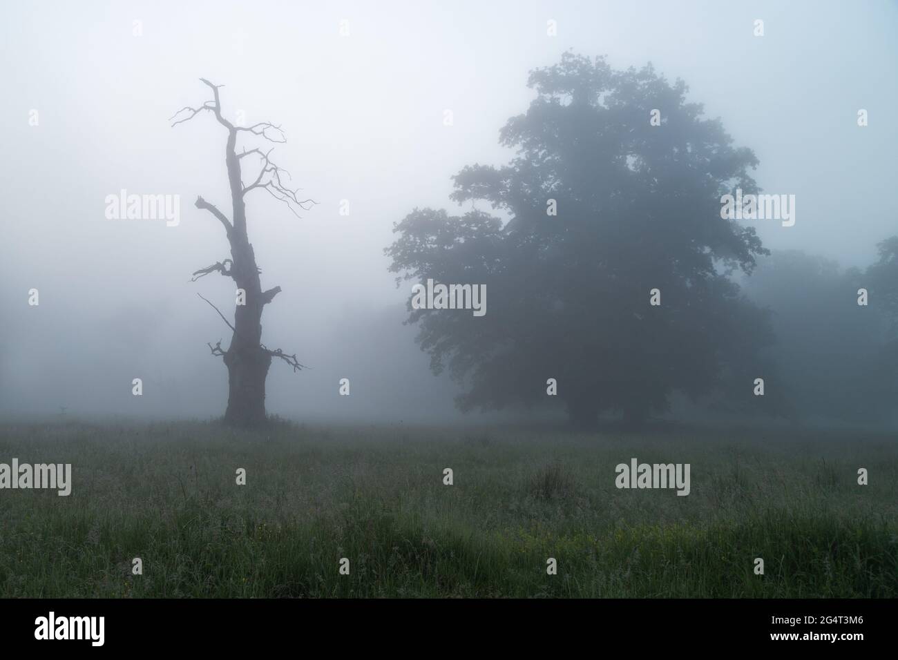 Summer landscape of Breite Oak Reserve, Romania. Secular oak forest ...