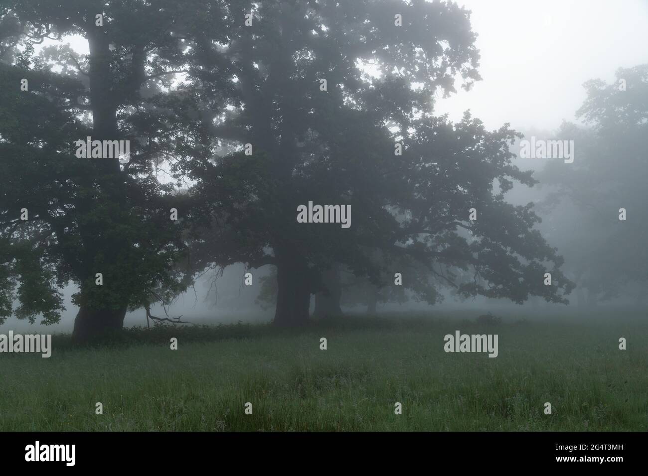 Summer landscape of Breite Oak Reserve, Romania. Secular oak forest ...