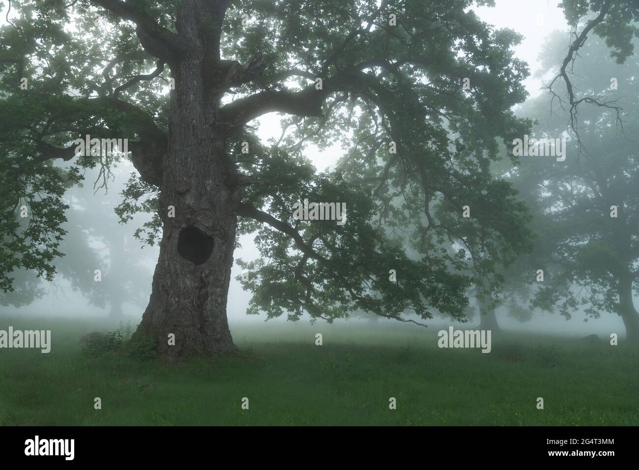 Summer landscape of Breite Oak Reserve, Romania. Secular oak forest ...