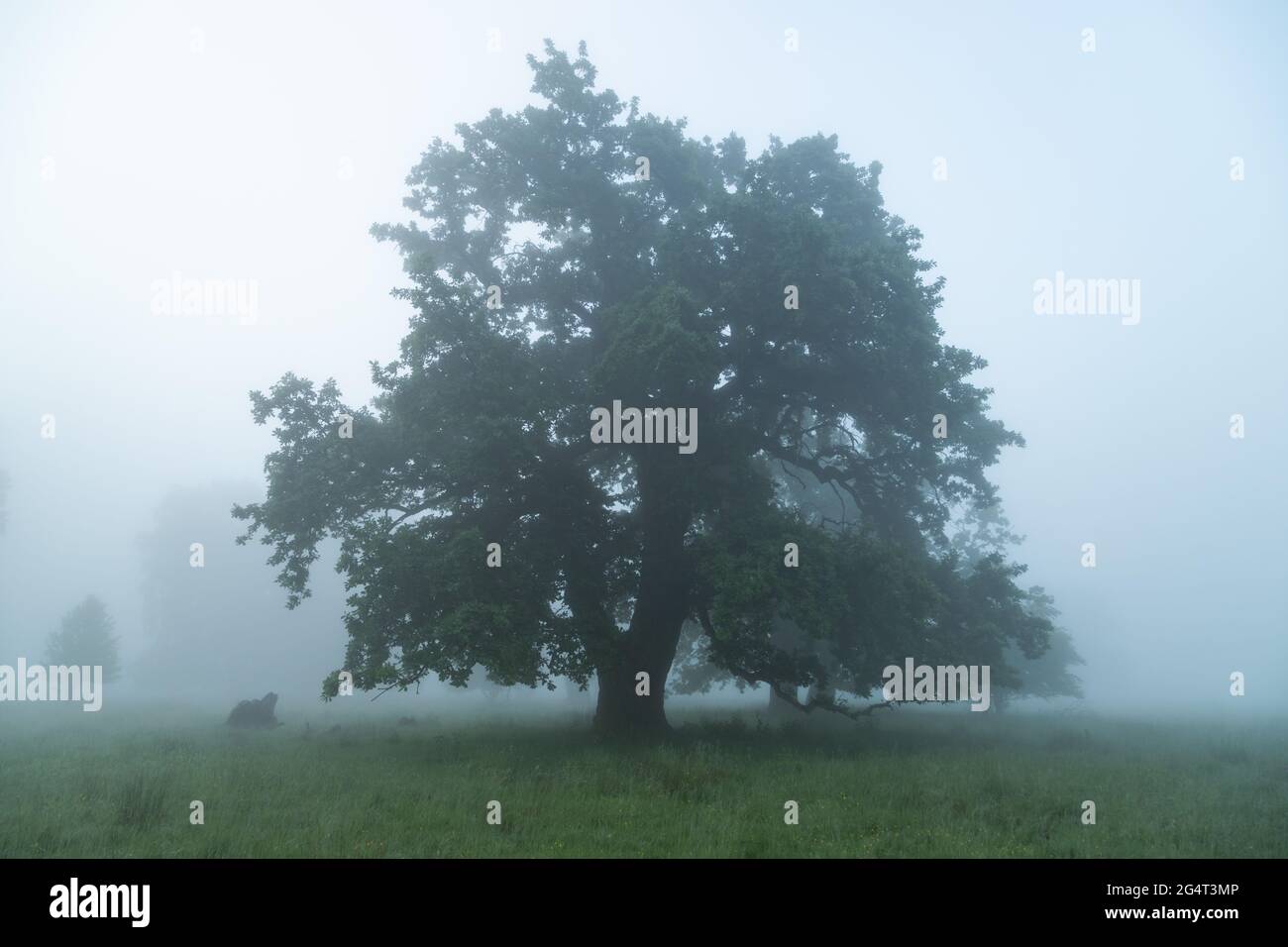 Summer landscape of Breite Oak Reserve, Romania. Secular oak forest ...