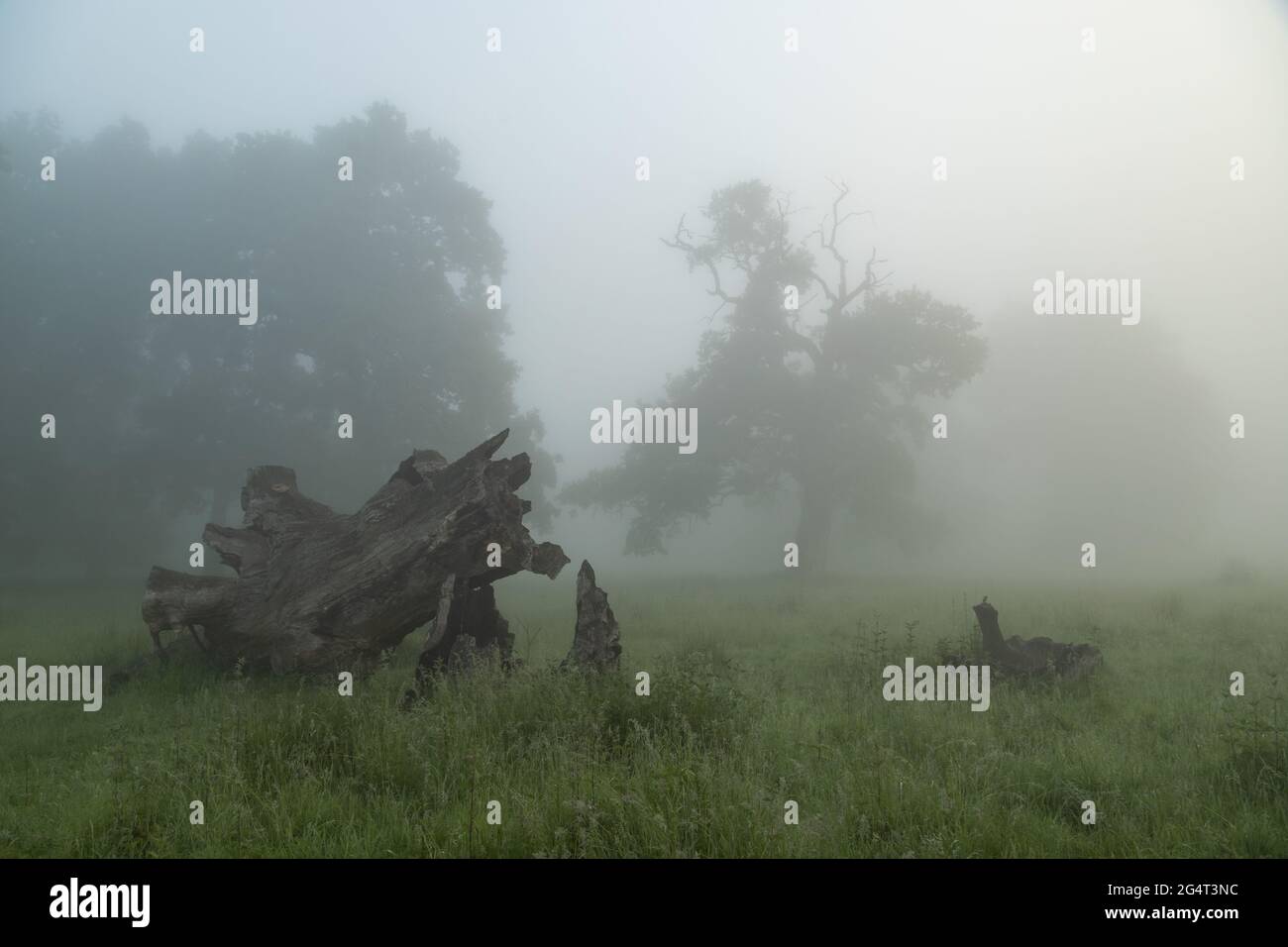 Summer landscape of Breite Oak Reserve, Romania. Secular oak forest ...