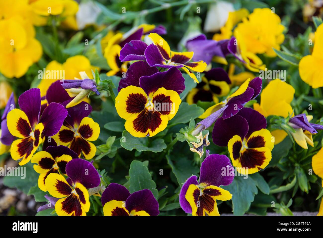 pansies or viola flower, of various colors. In our garden, we grow it ...