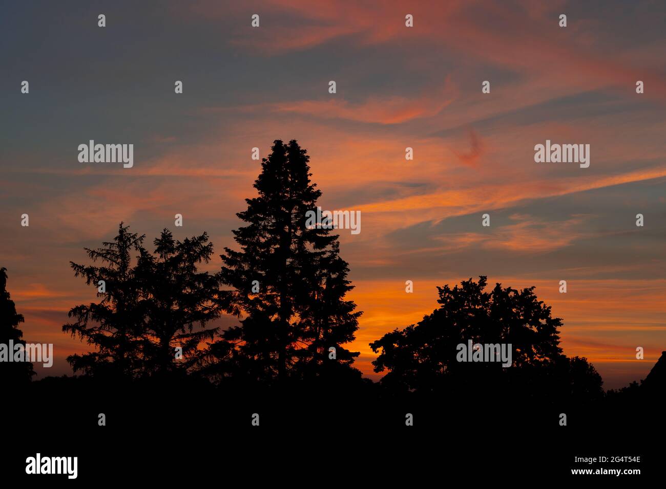 blue hour sunset with tree silhouette Stock Photo - Alamy