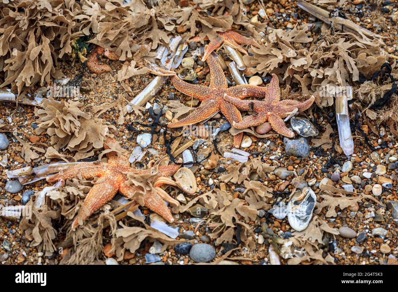 Common british seaweed hi-res stock photography and images - Alamy