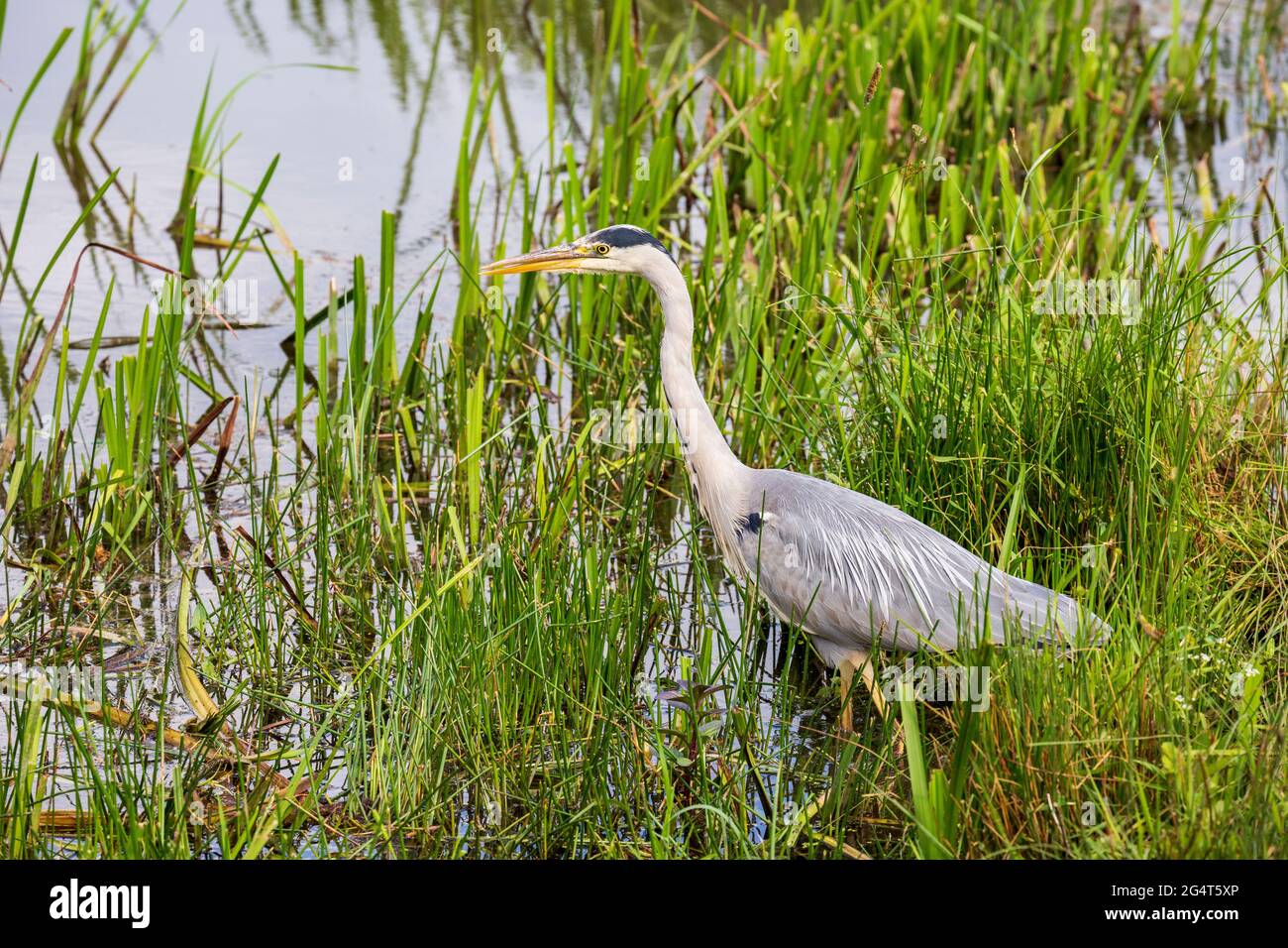 Grey heron fishing in river hi-res stock photography and images - Alamy