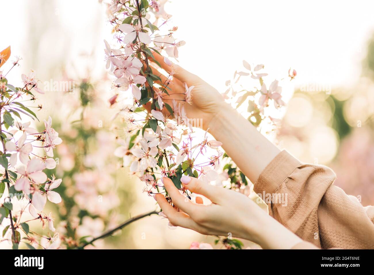 Beautiful female hands holding a branch of blooming fruit trees and ...