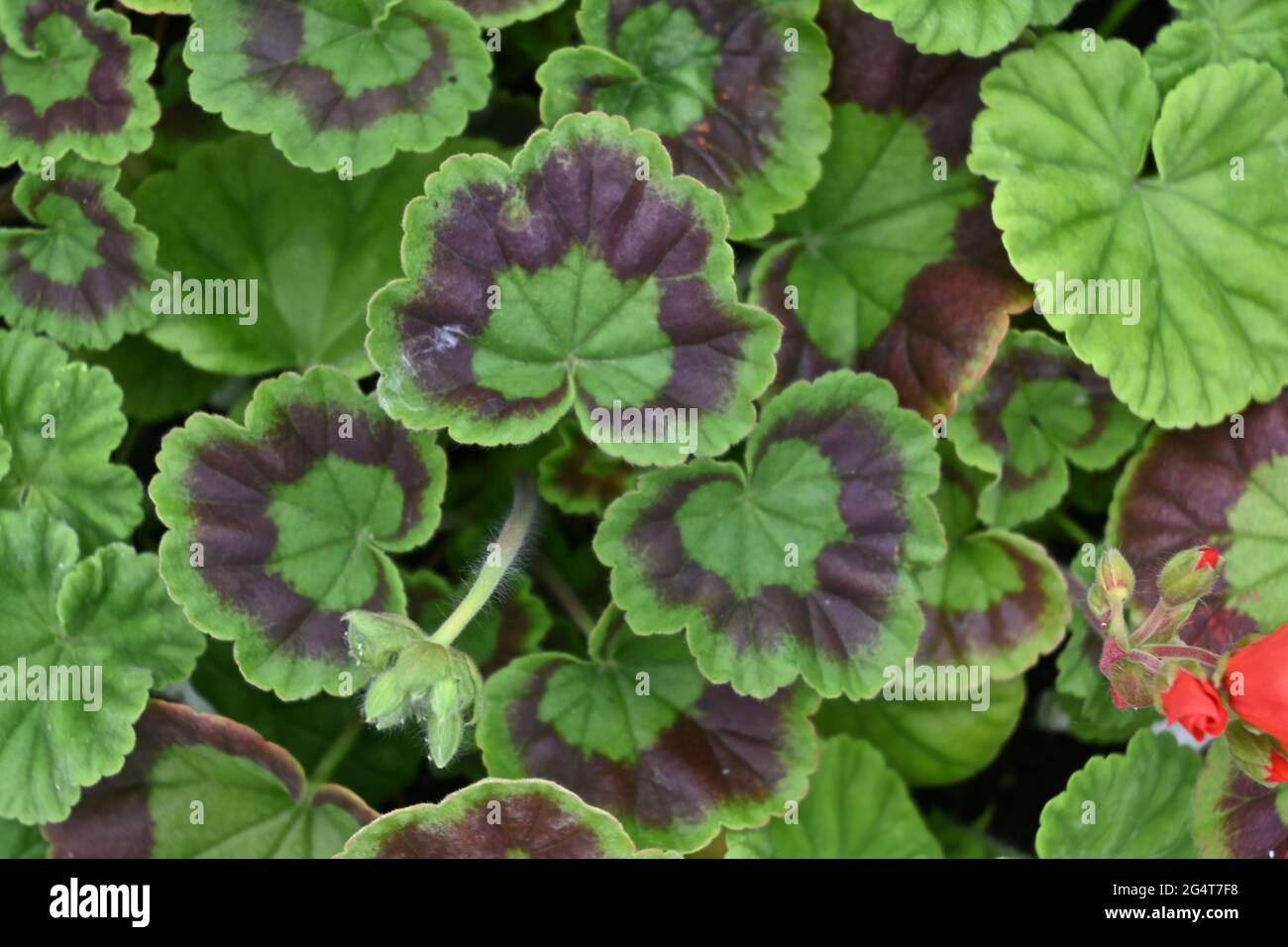 Plants and flowers Stock Photo - Alamy