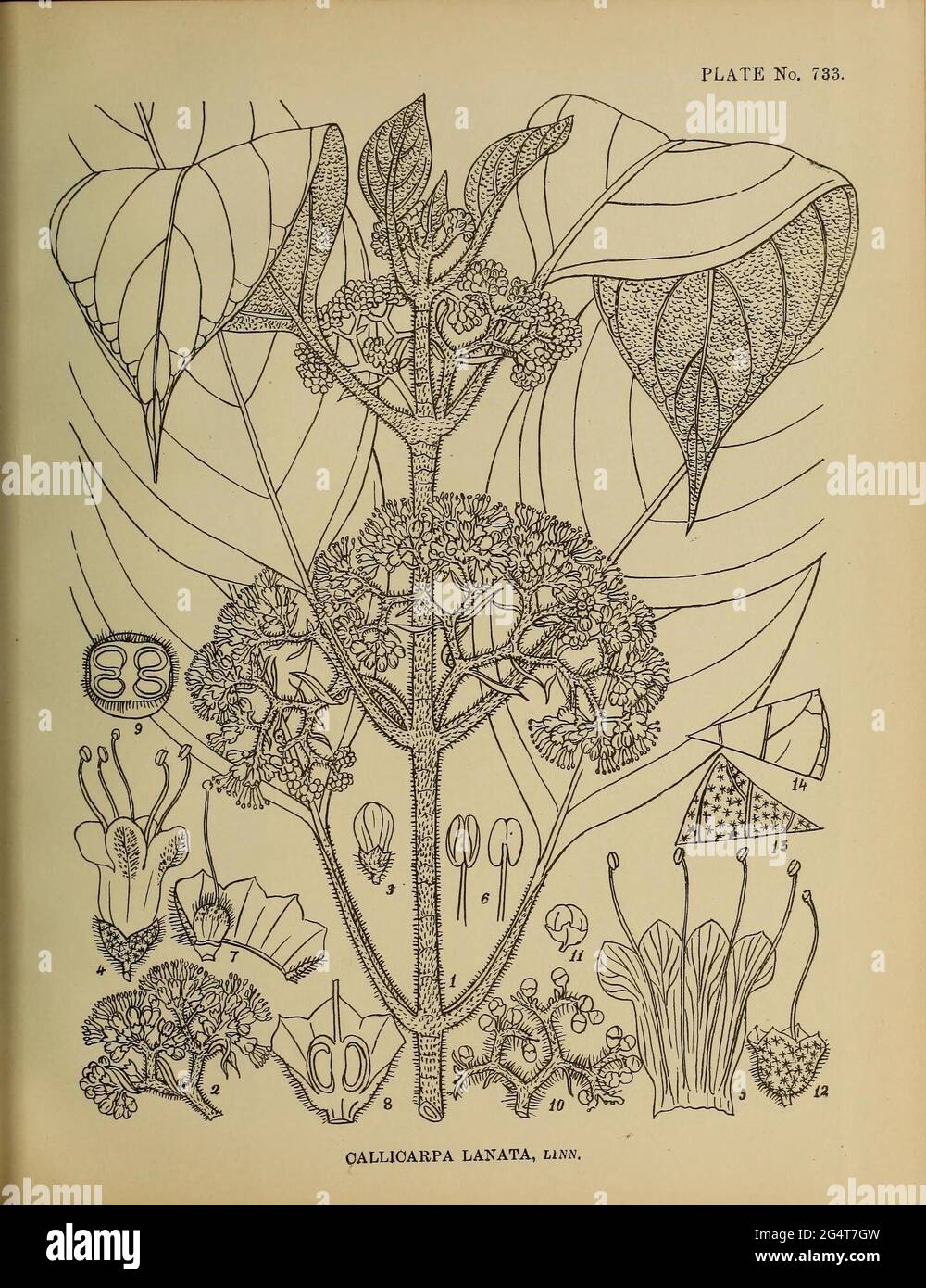 Panini flower hi-res stock photography and images - Alamy