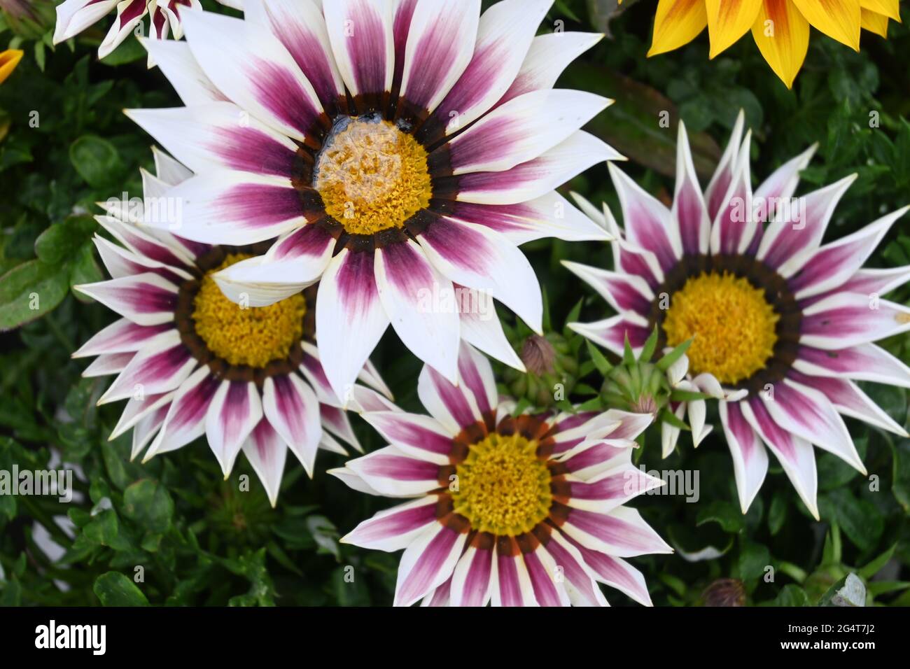 Plants and flowers Stock Photo - Alamy