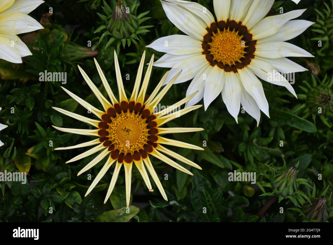 Plants and flowers Stock Photo - Alamy