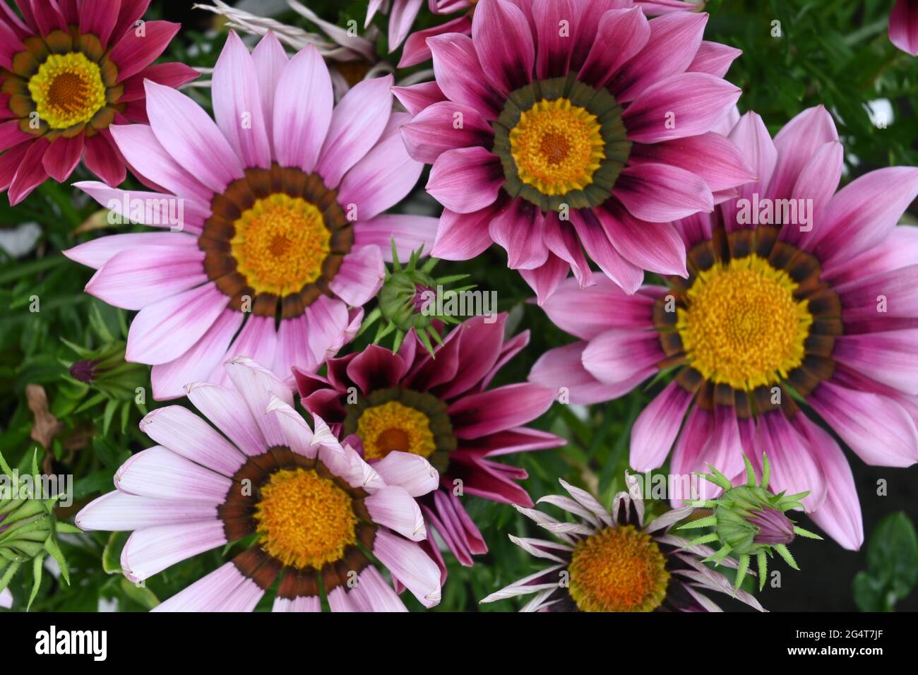 Plants and flowers Stock Photo - Alamy