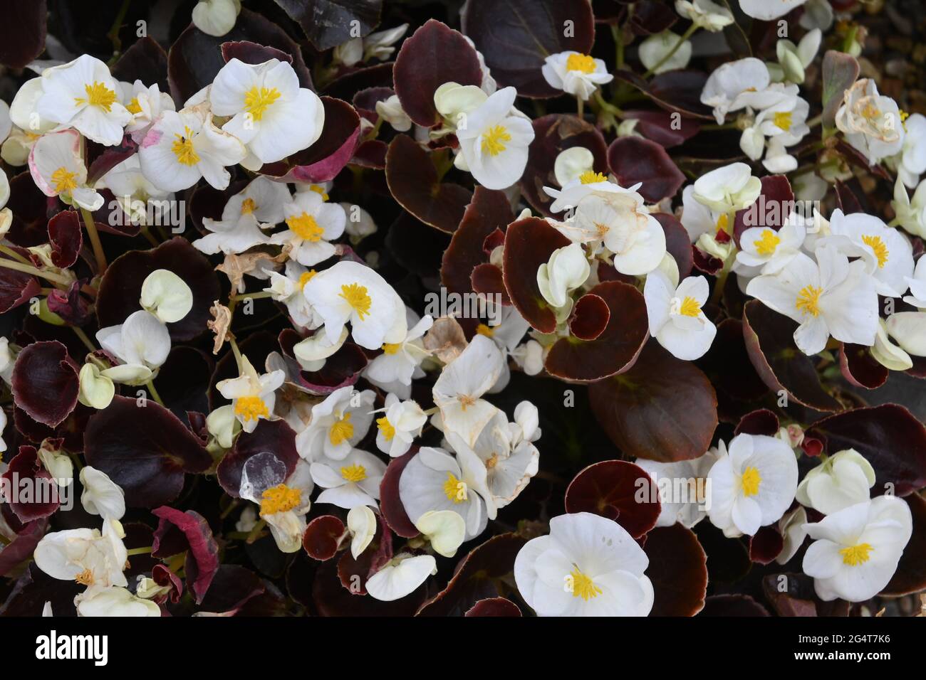 Plants and flowers Stock Photo - Alamy