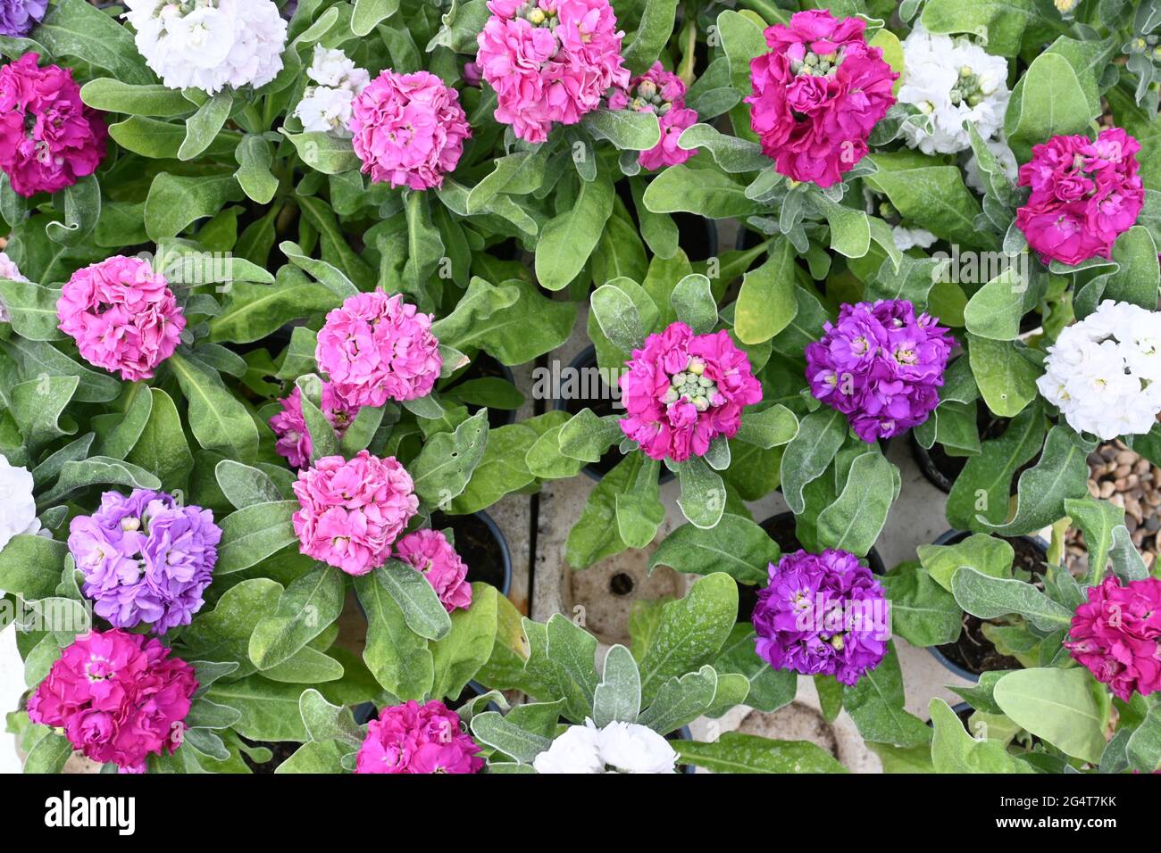 Plants and flowers Stock Photo - Alamy