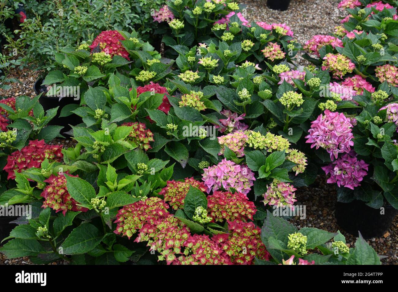 Plants and flowers Stock Photo - Alamy