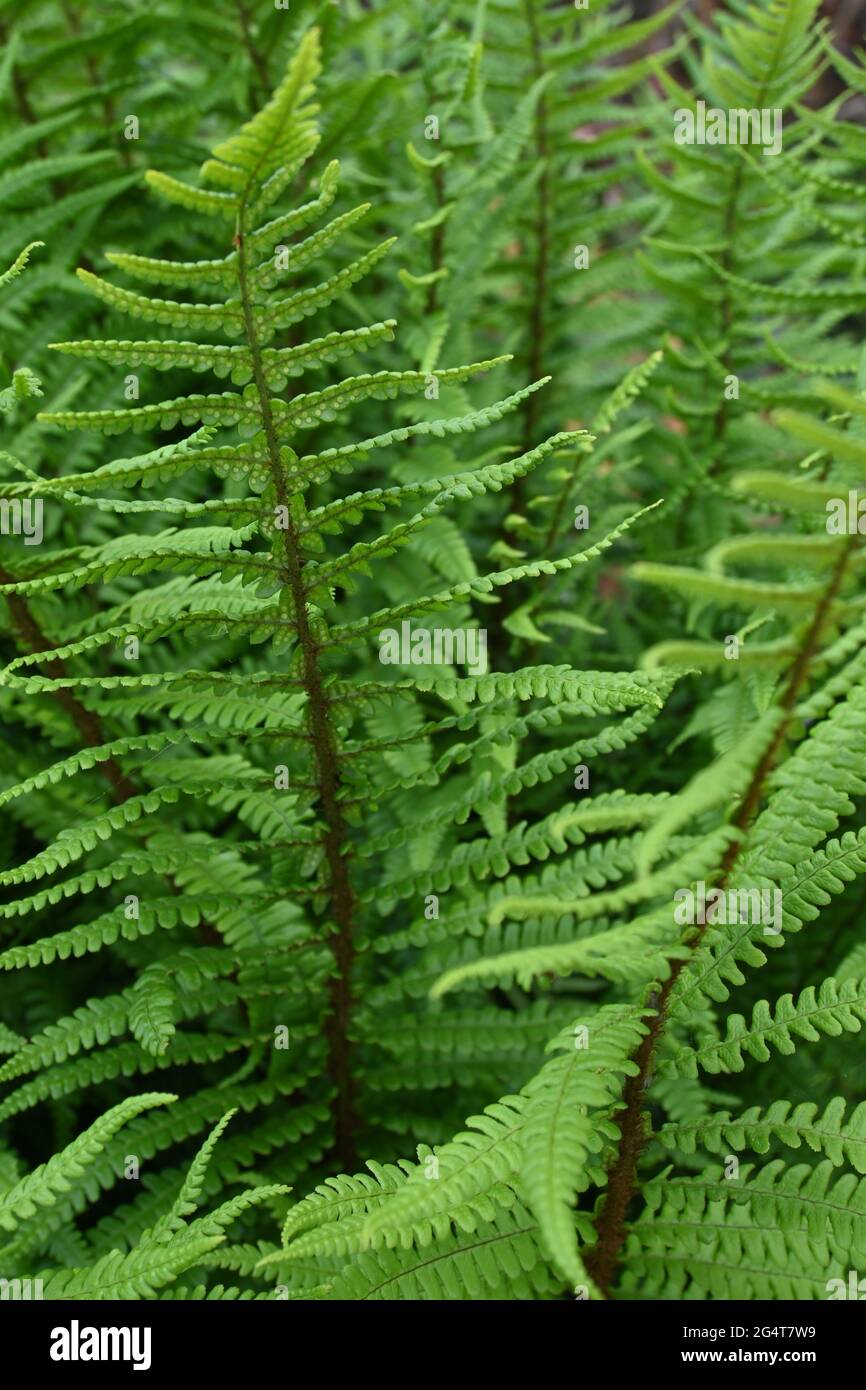 Plants and flowers Stock Photo - Alamy