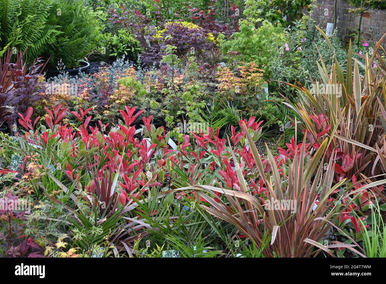 Plants and flowers Stock Photo - Alamy