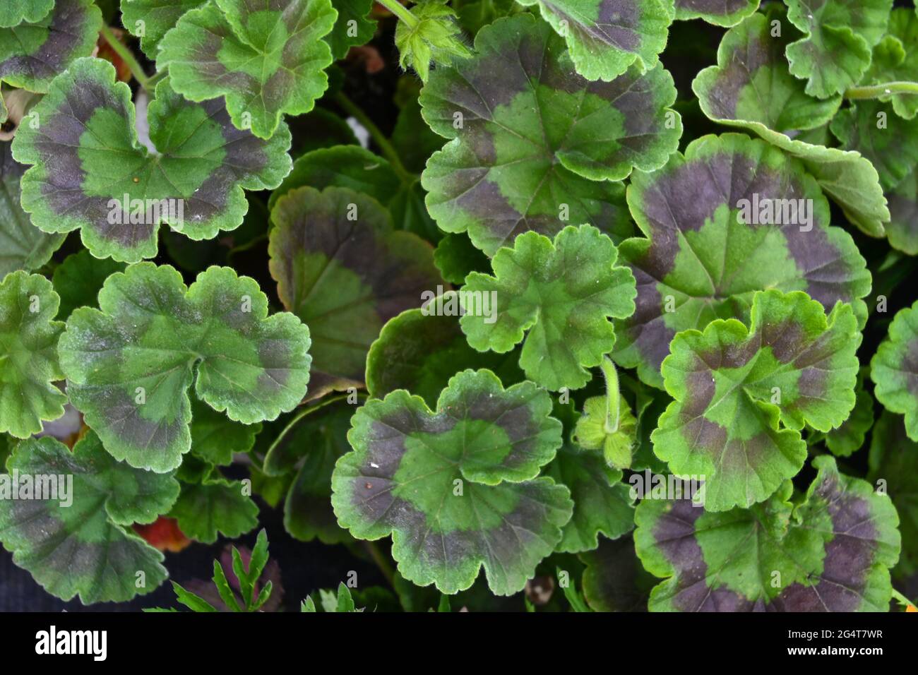 Plants and flowers Stock Photo - Alamy