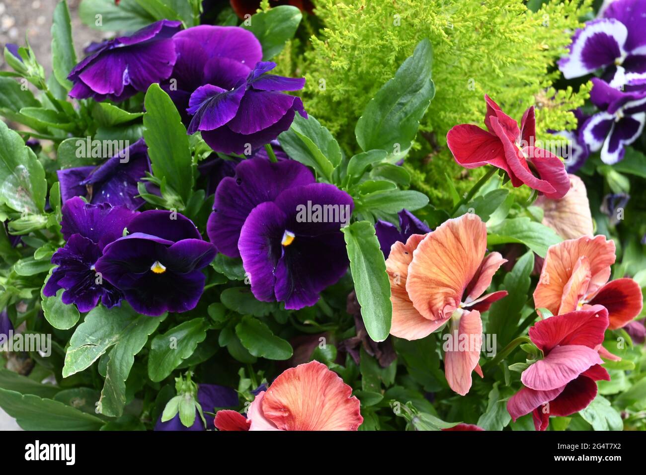Plants and flowers Stock Photo - Alamy