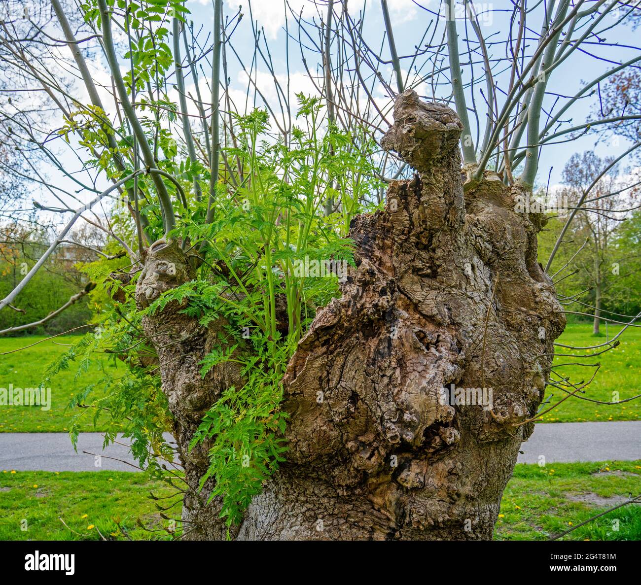 Pollarded ash tree hi-res stock photography and images - Alamy