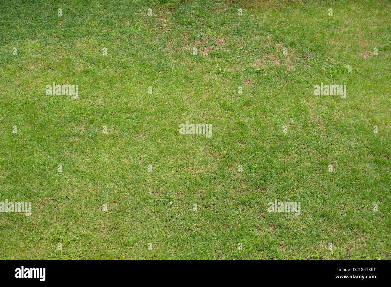real short grass photo at spring. Copy Space Stock Photo - Alamy