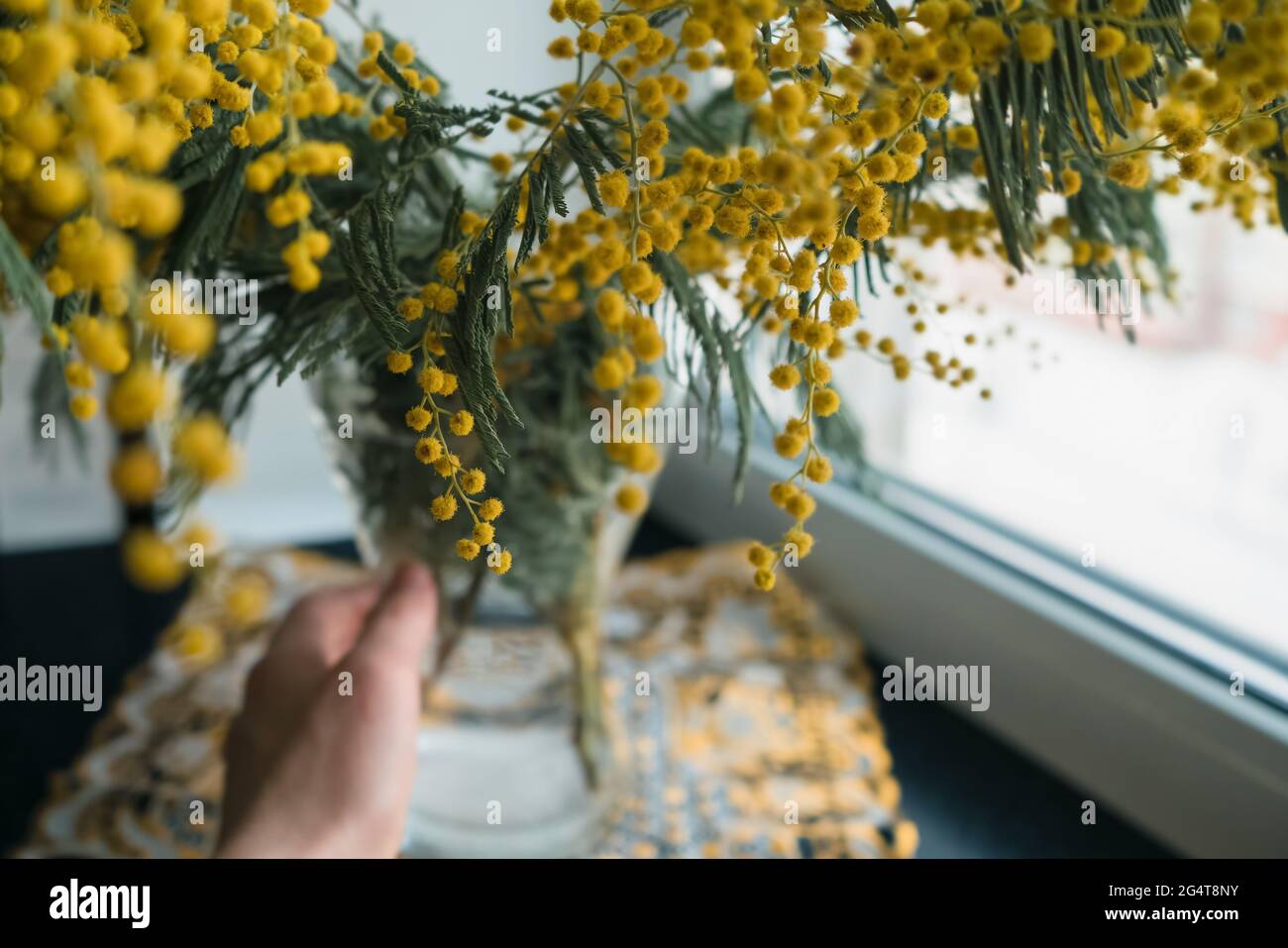 decorating a house with yellow mimosa bouquet concept Stock Photo - Alamy