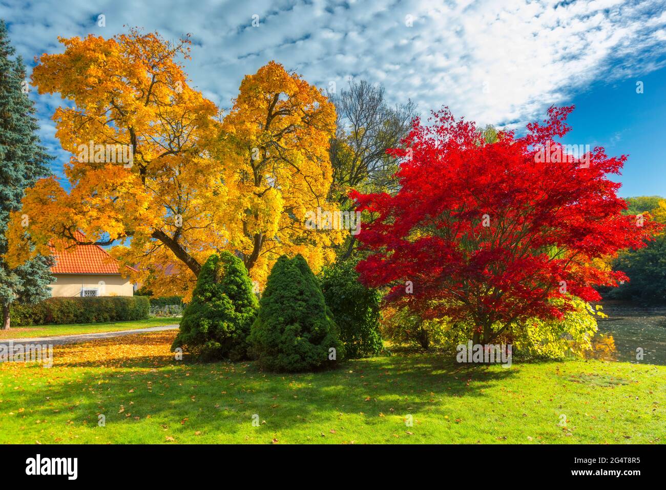 Autumn scene, fall, red and yellow trees and leaves in sun light ...