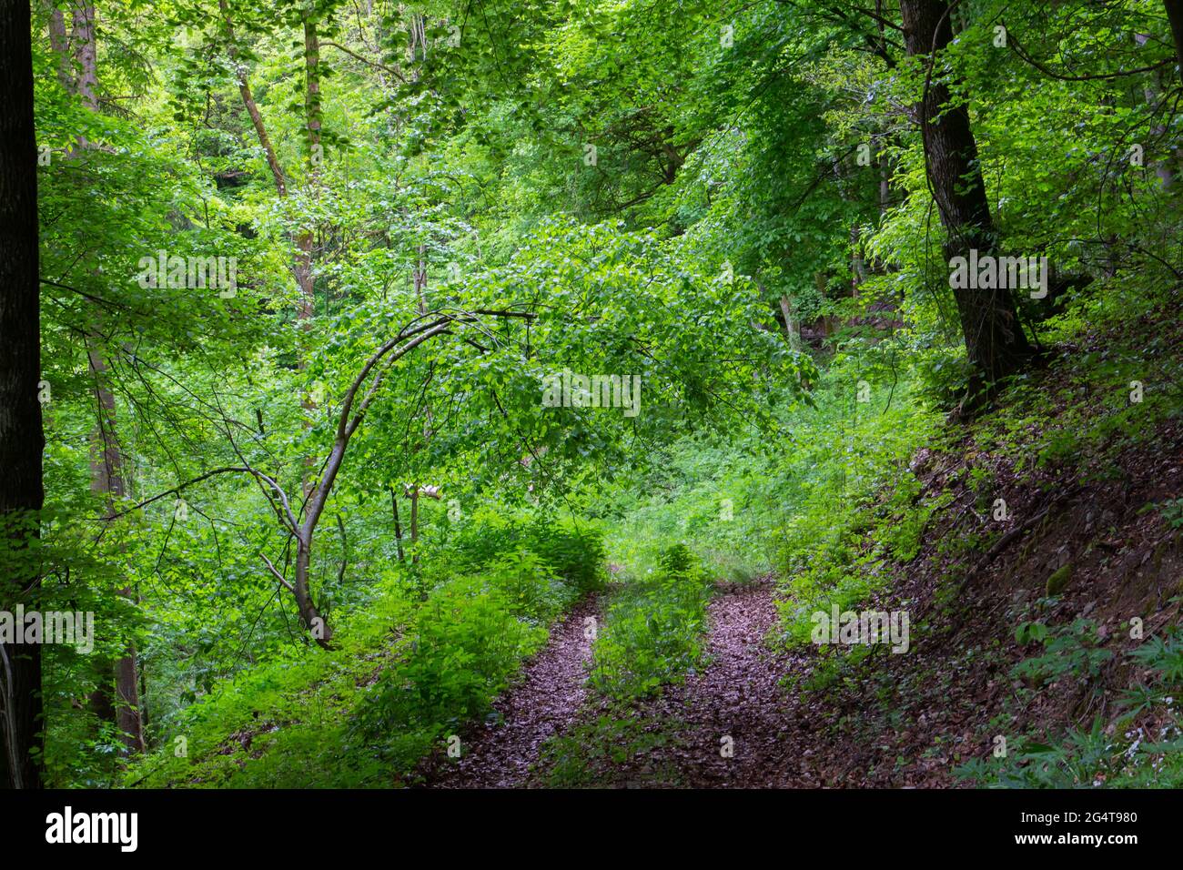 Small tree hanging over a dirt road in the forest Stock Photo - Alamy