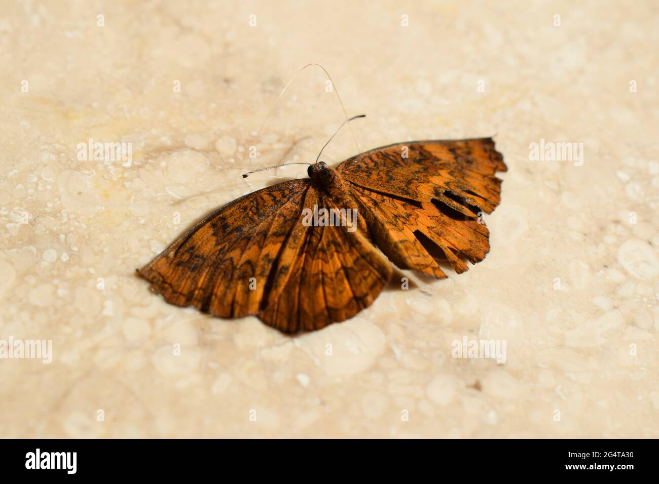 Beautiful Ariadne merione butterfly also known as Common castor, full ...