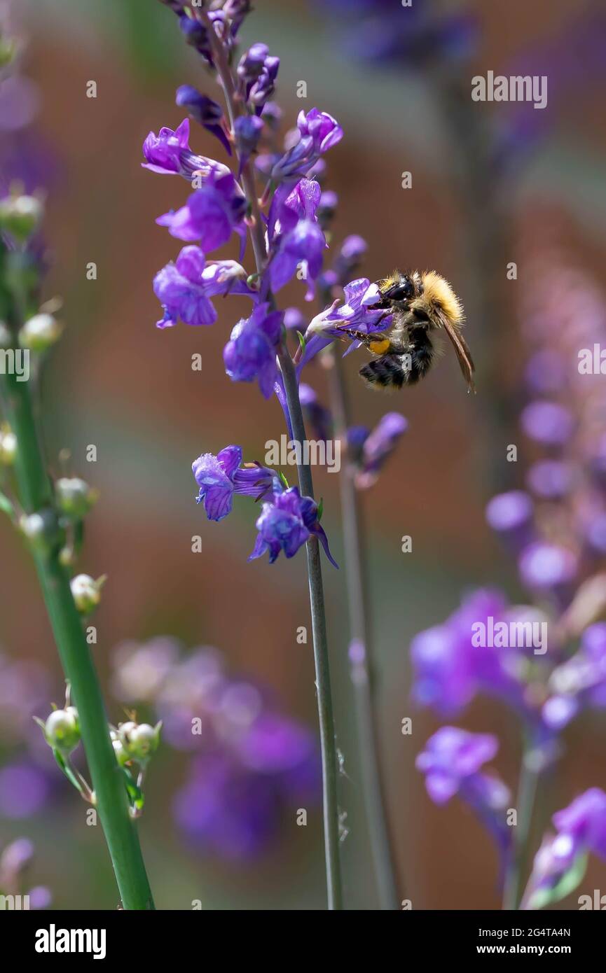 Macro image of a bee collecting pollen from the wild purple flowers in ...