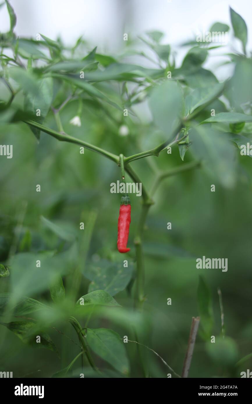 Red chilli tree hi-res stock photography and images - Alamy