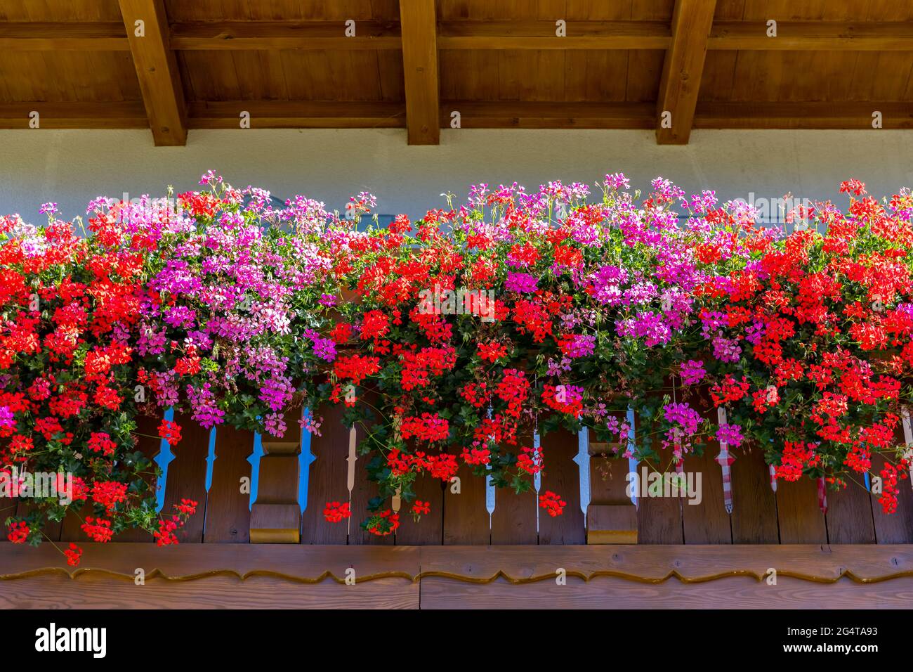 Flower decorated terrace of a house. Background of multiple flowers in ...