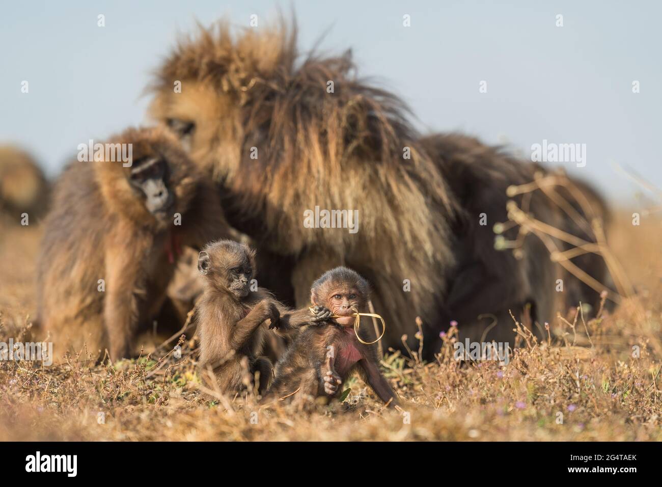 Gelada Baboon - Theropithecus gelada, beautiful ground primate from ...