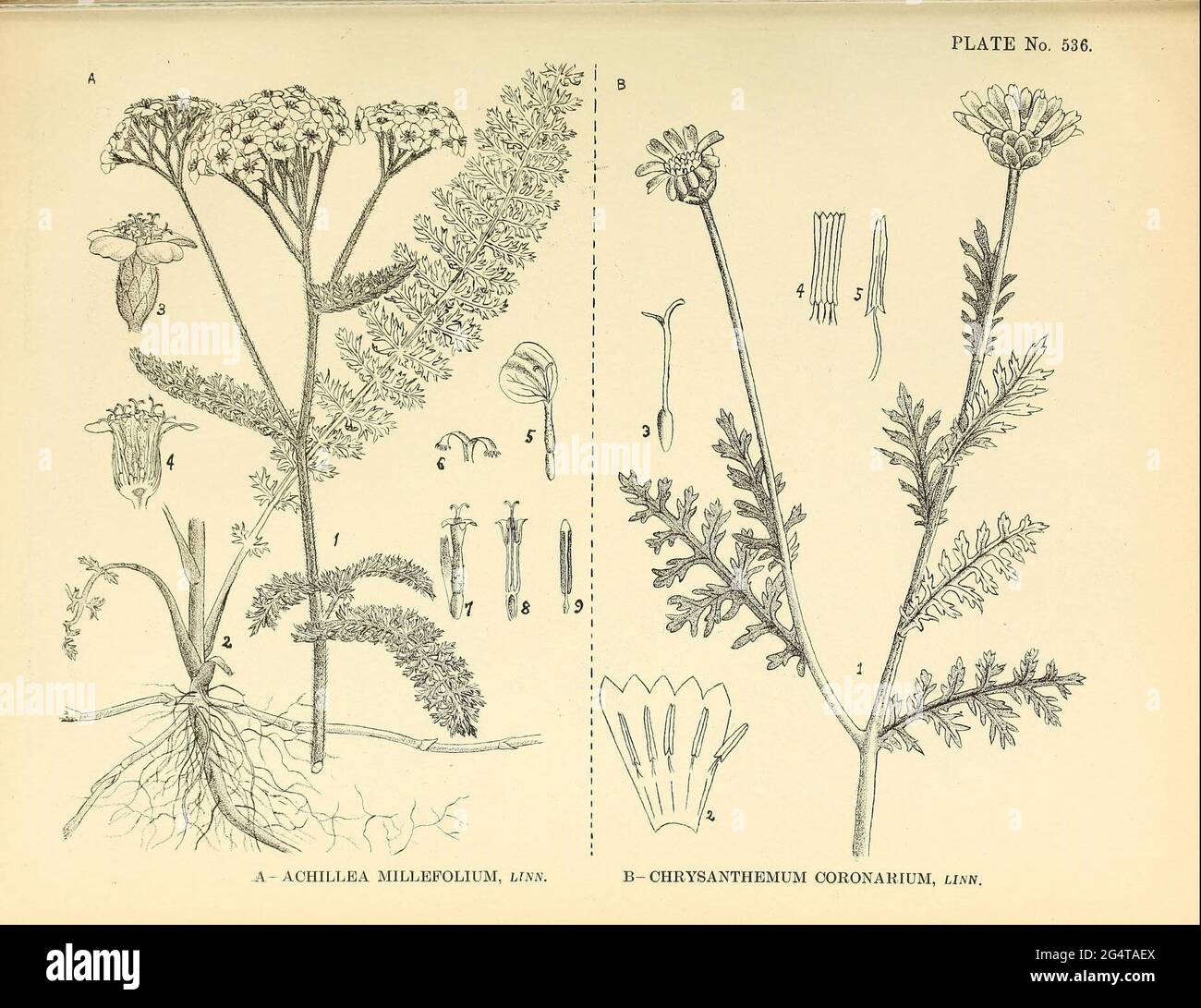 Panini flower hi-res stock photography and images - Alamy