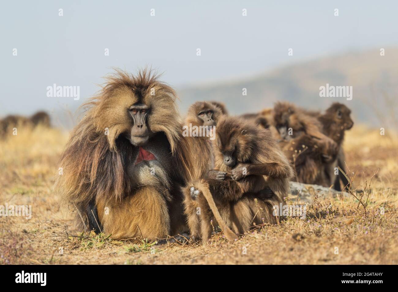 Gelada Baboon - Theropithecus gelada, beautiful ground primate from ...
