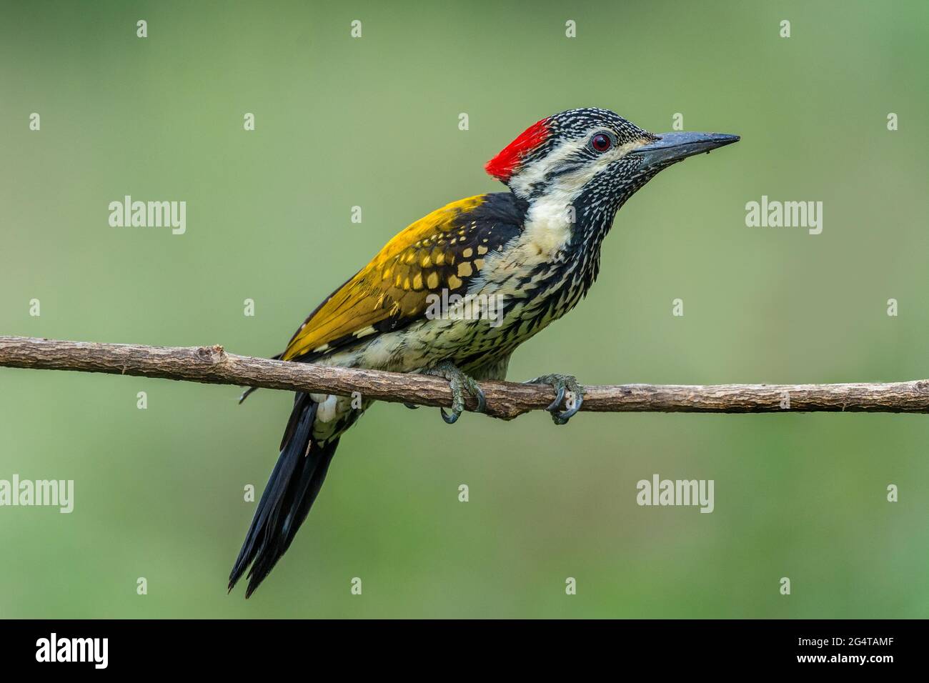 Black-Rumped Flameback Woodpecker Stock Photo - Alamy