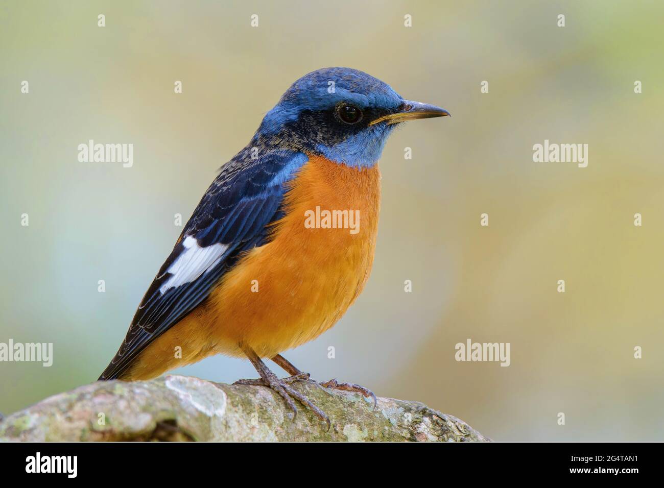 Blue capped rock thrush hi-res stock photography and images - Alamy