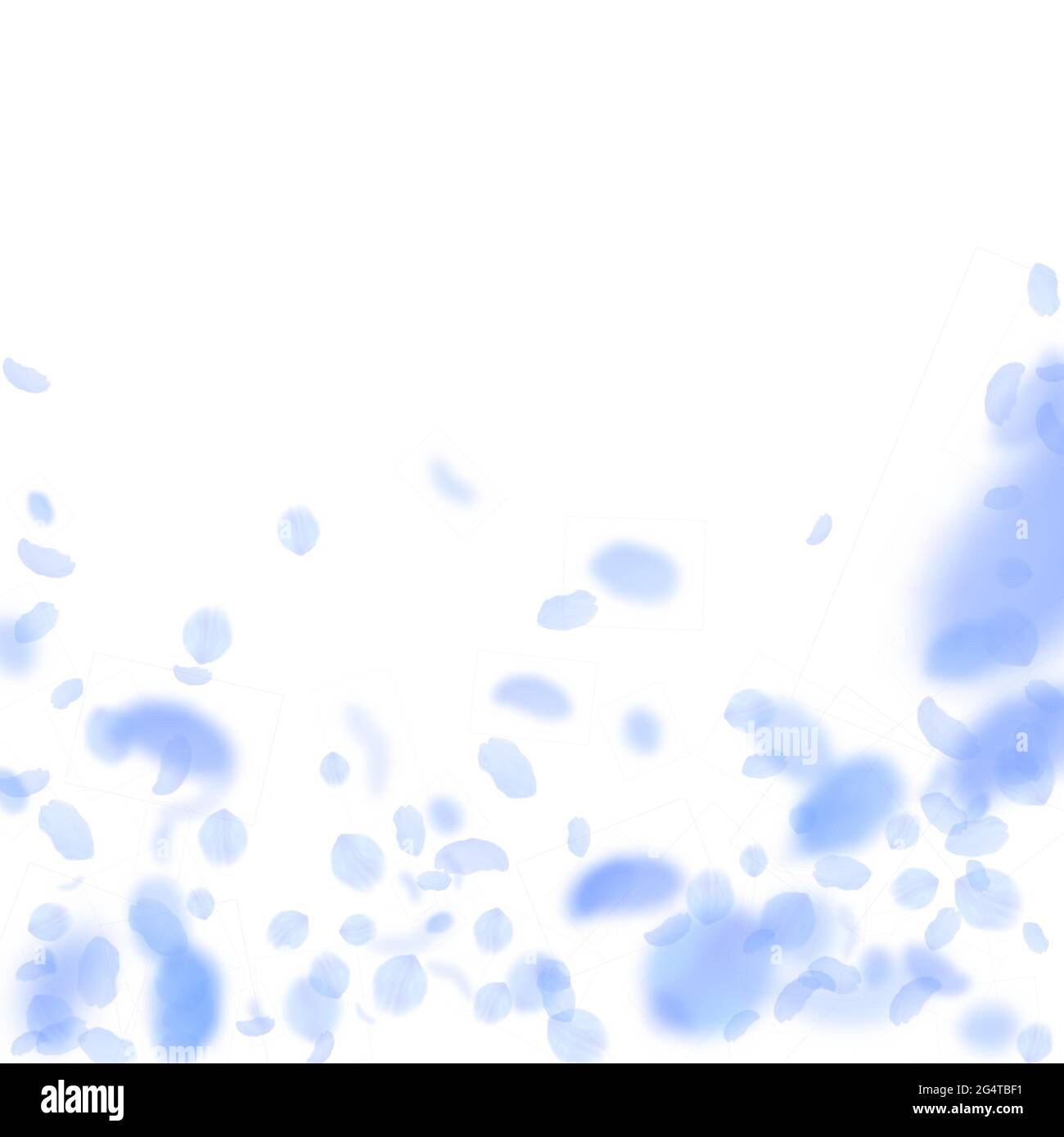 Dark blue flower petals falling down. Delicate romantic flowers falling ...