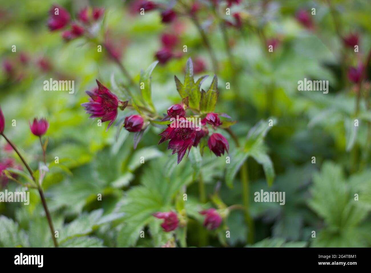 Beautiful dark red spring flowers and blurred green backgroundfoliage ...