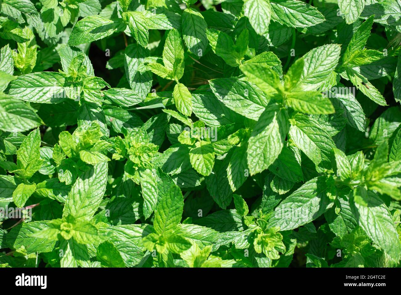 Green mint. A fragrant healthy plant. Natural deciduous background ...