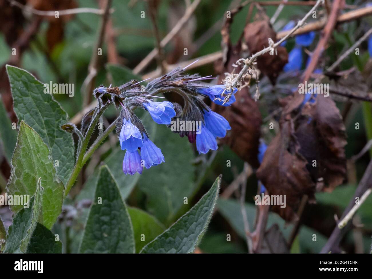 Blossom of the comfrey in spring hi-res stock photography and images ...