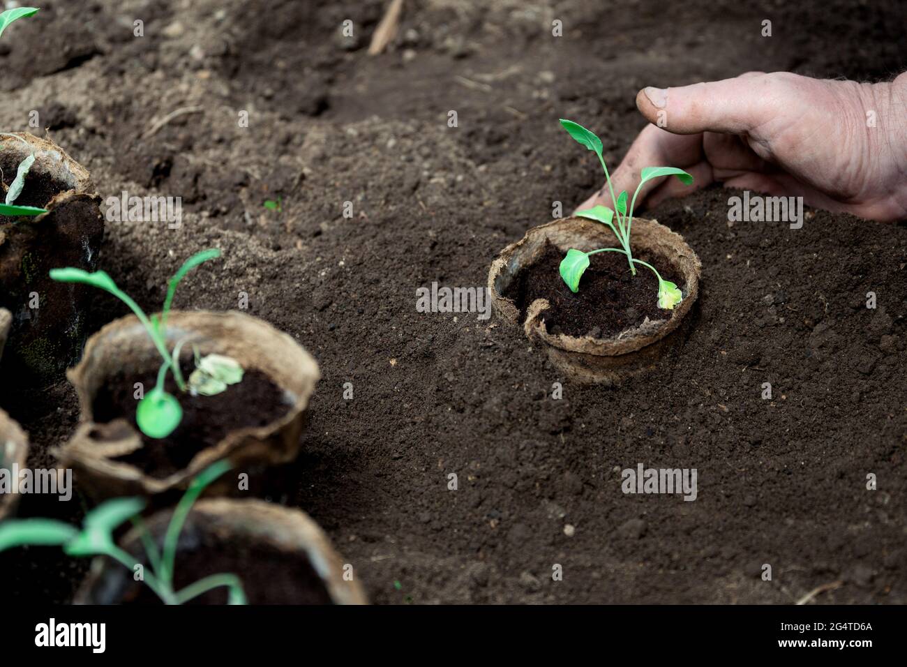 Gardener's hand panting vegetable seedlings grown in peat pots Stock ...