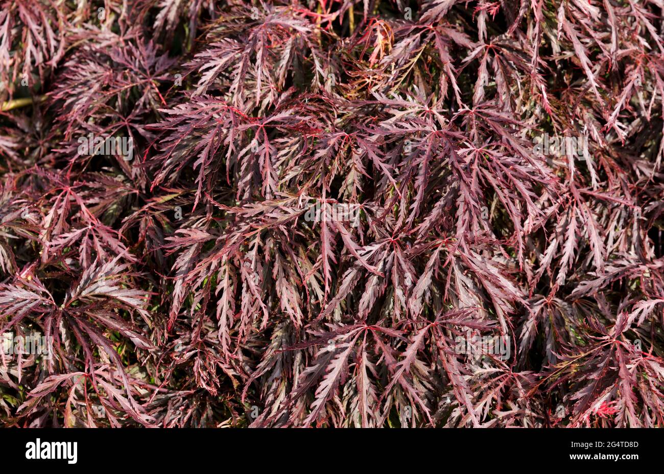 Japanese maple tree in bloom hi-res stock photography and images - Alamy