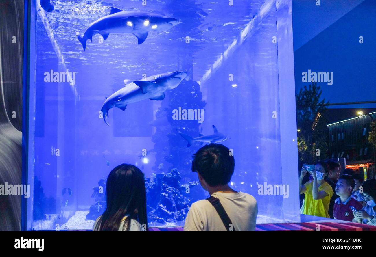 CHENGDU, CHINA - JUNE 22, 2021 - An L-shaped fish tank with sharks on ...