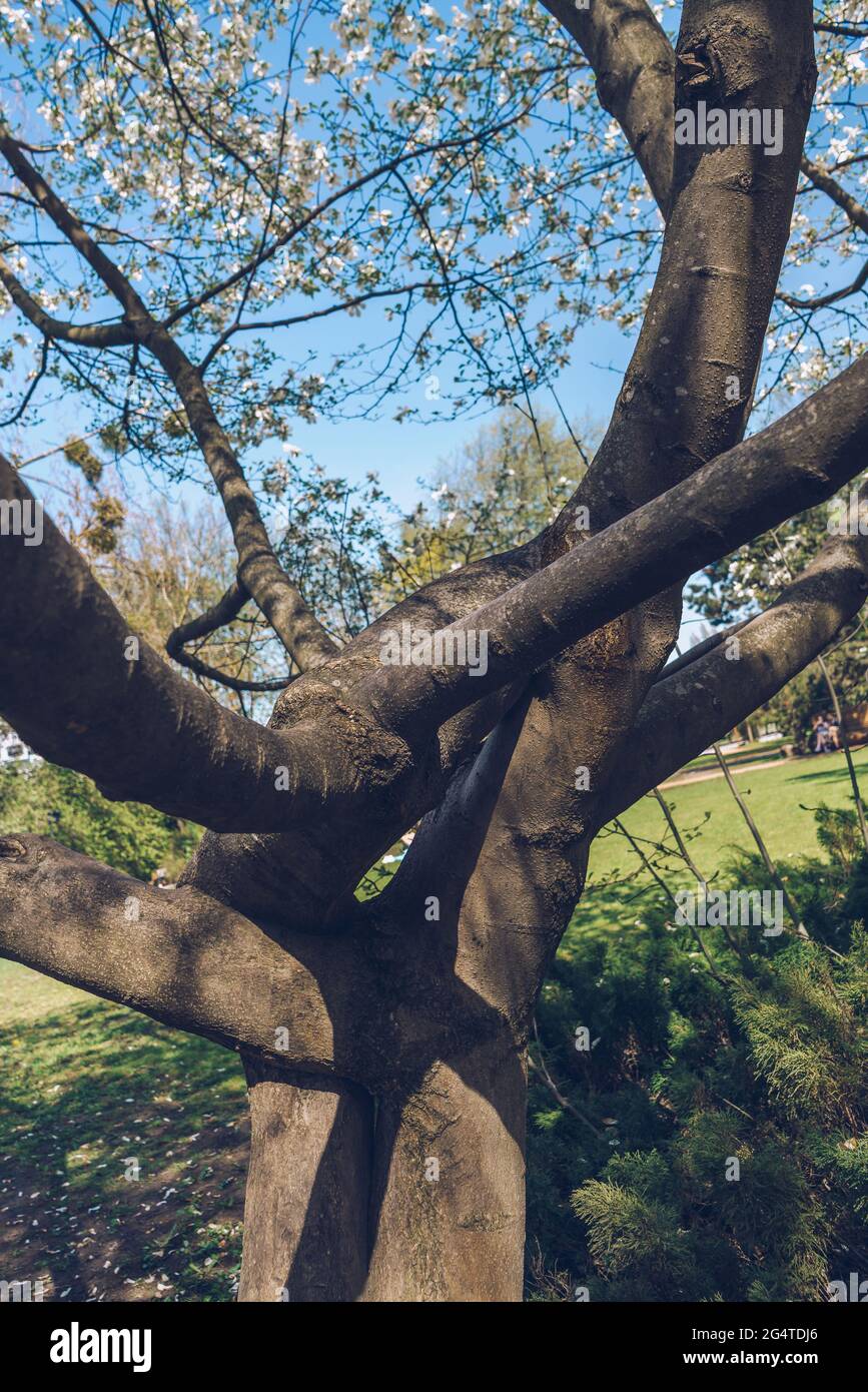 Old magnolia tree hi-res stock photography and images - Alamy