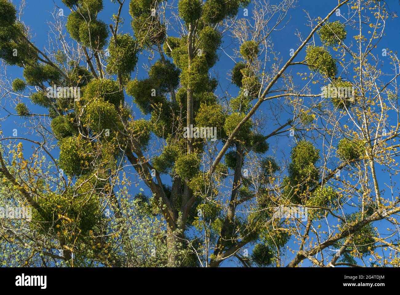 Beautiful parasitic plants hi-res stock photography and images - Alamy